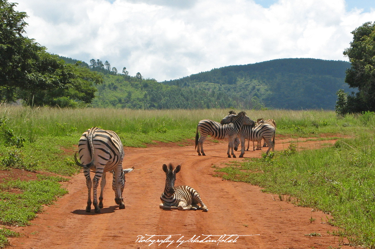 Swaziland | Mlilwane Nature Reserve 2008 | Sebastian Motsch